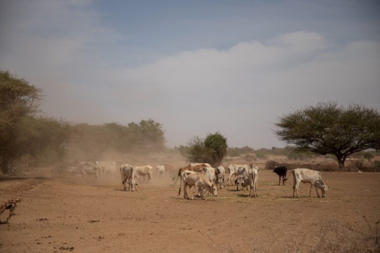 Conflicts, climate change worsen food insecurity in Horn of Africa as ...